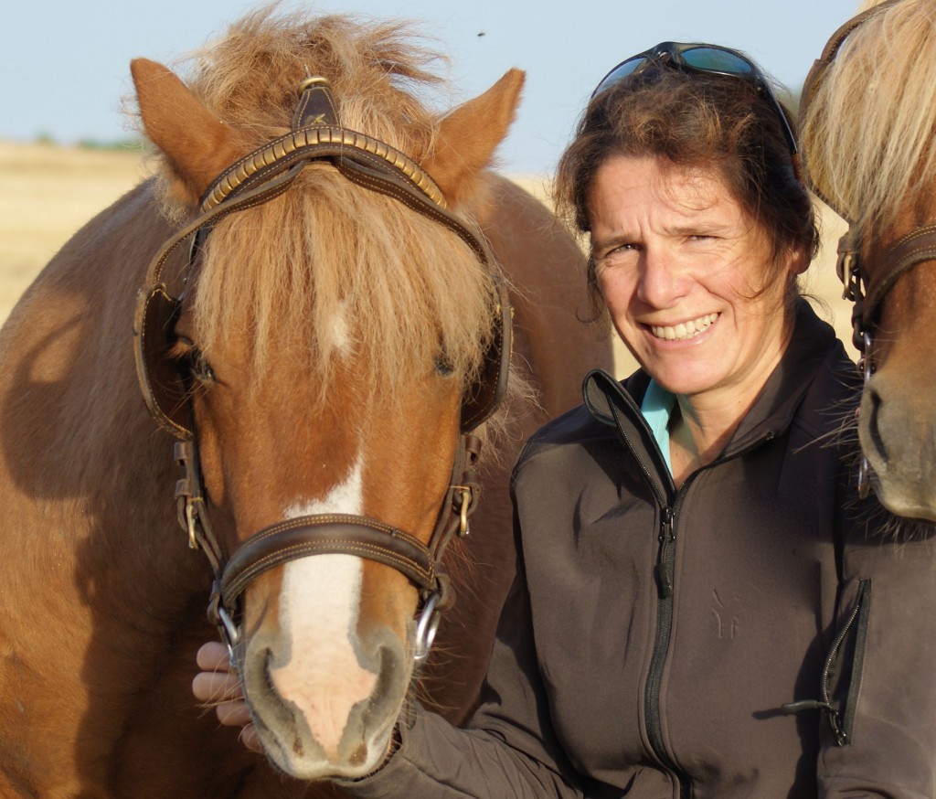 Bien choisir la bride d’attelage de son cheval